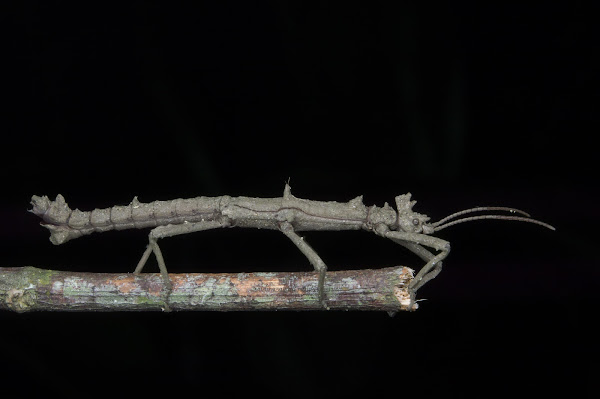 Money Plant Stick Insect | Project Noah