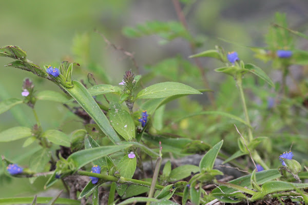 Cyanotis | Project Noah