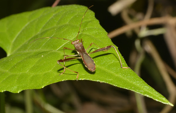 Pod-sucking Bug | Project Noah