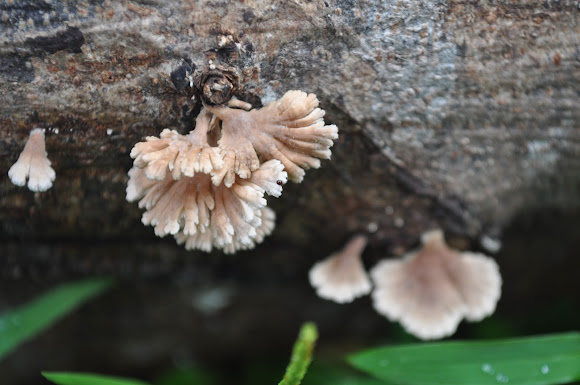 Kurakding fungi or Common split-gill | Project Noah