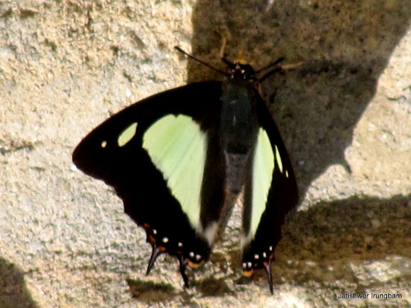 Common Nawab | Project Noah