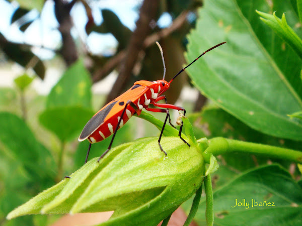 Red Cotton Stainer | Project Noah