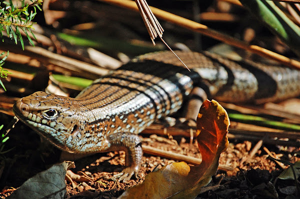 Eastern Water Skink | Project Noah