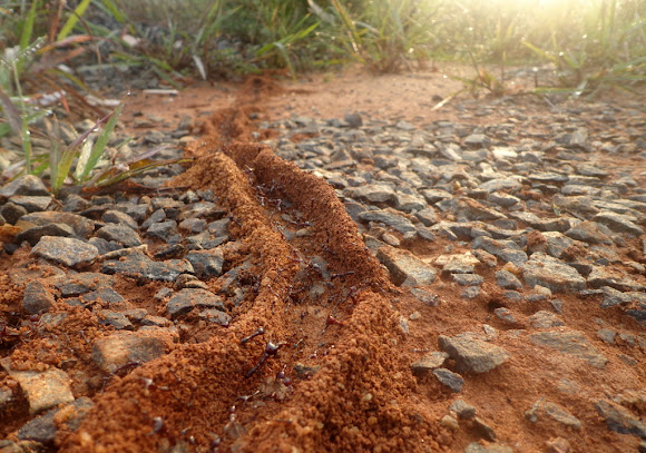 Driver ants | Project Noah