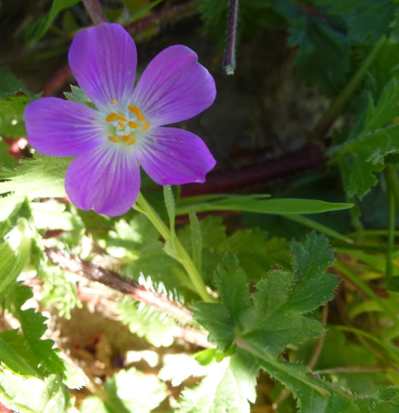 Red Maids | Project Noah