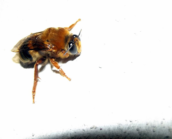 Colletidae bee | Project Noah