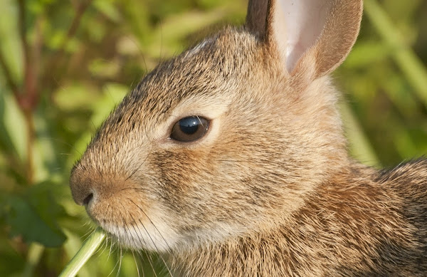 Eastern Cottontail | Project Noah