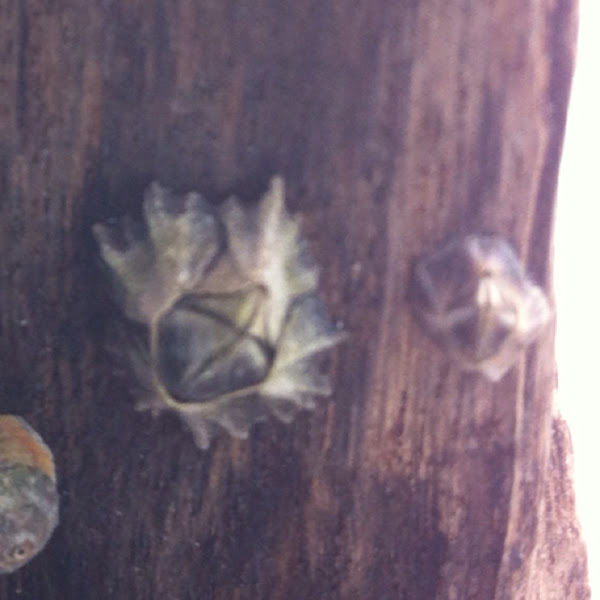 Secret four-plate barnacle | Project Noah