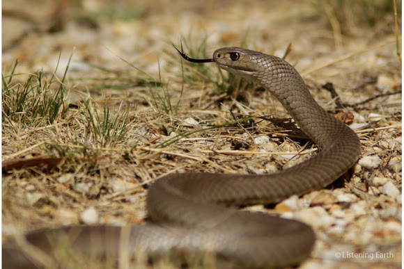 Eastern brown snake | Project Noah