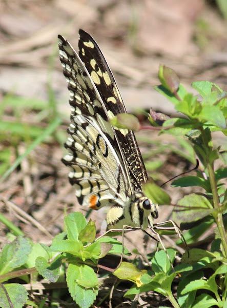 Chequered Swallowtail | Project Noah