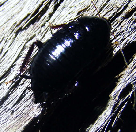 Black Woodland Cockroach | Project Noah