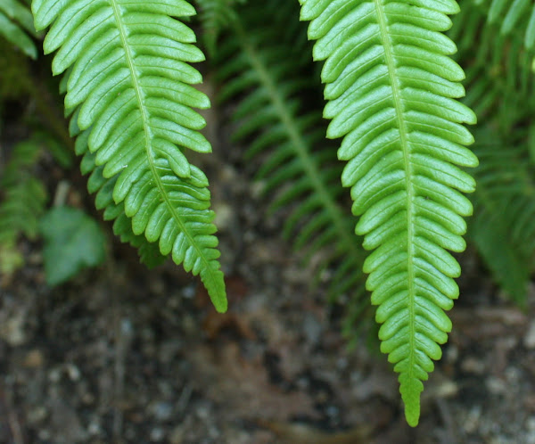 Ladder Fern | Project Noah