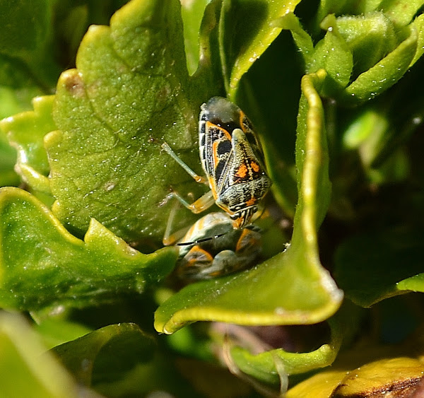 Antestia bug | Project Noah