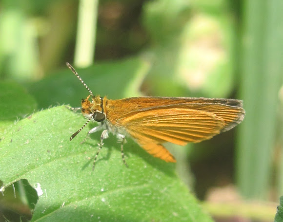 Least Skipper | Project Noah