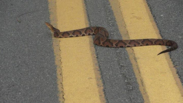 Copperhead | Project Noah