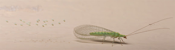 Green Lacewing Eggs | Project Noah