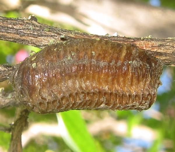 Mantid Ootheca | Project Noah