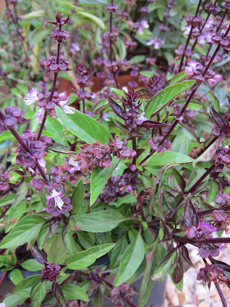 Holy Basil | Project Noah