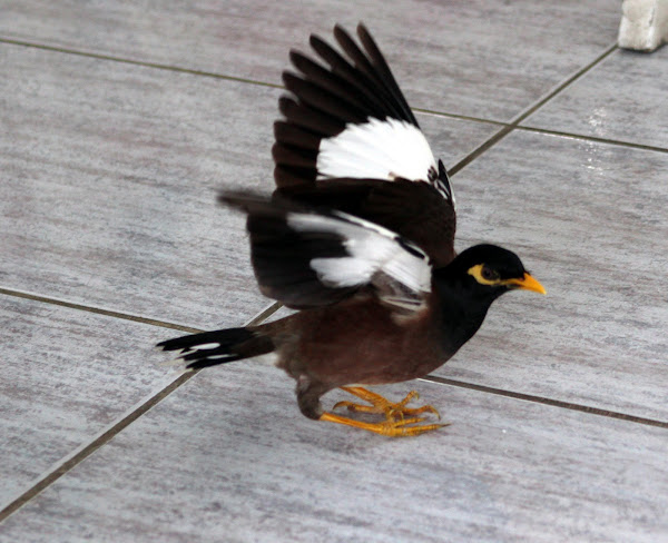 Common Myna | Project Noah