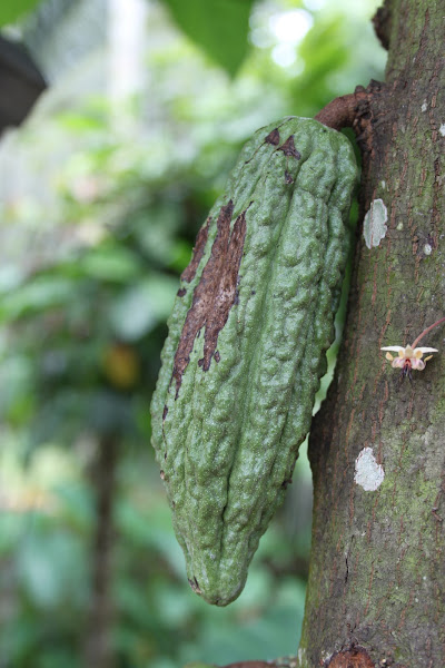 Cocoa tree | Project Noah