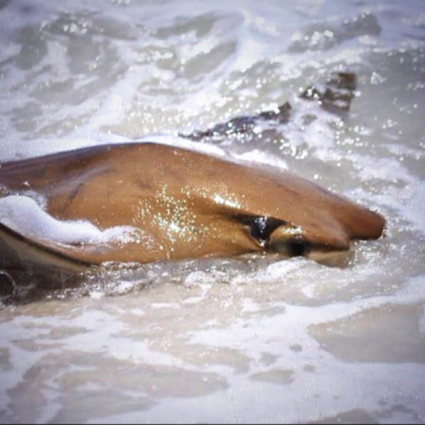 Cow Nosed Stingray | Project Noah