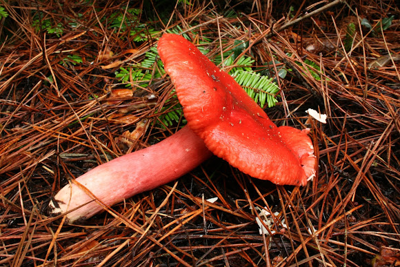 Rosy Russula | Project Noah