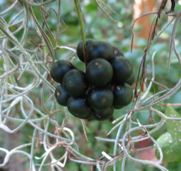 Common greenbrier fruit | Project Noah