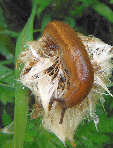 Great Black Slug | Project Noah