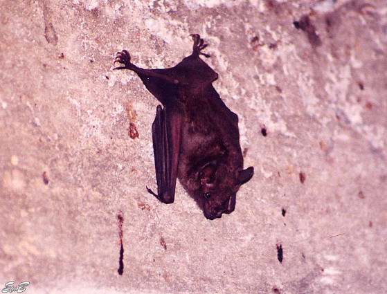 American leaf-nosed bat | Project Noah