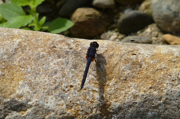 Indigo Dropwing | Project Noah