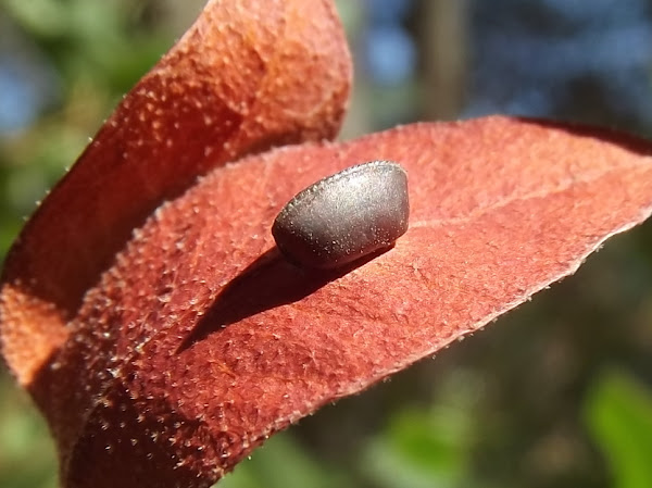 Cockroach egg sac | Project Noah