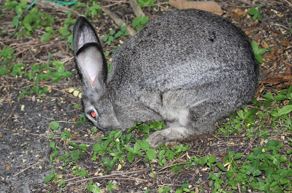 pet rabbit | Project Noah