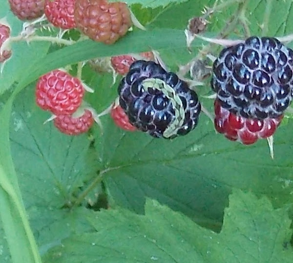 Linden Looper Geometer | Project Noah