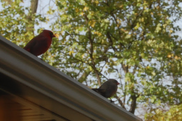 Northern Cardinal | Project Noah