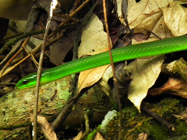 Greater Green Snake | Project Noah