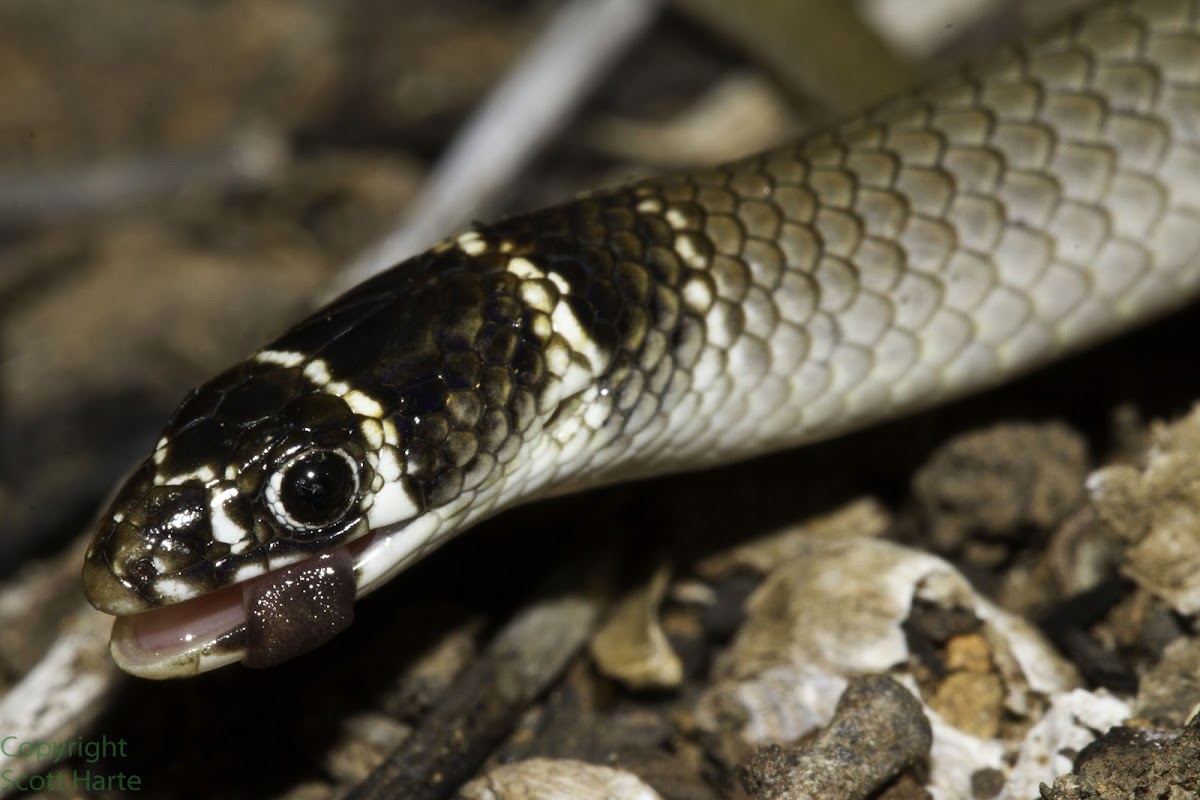 Delma tincta | Project Noah