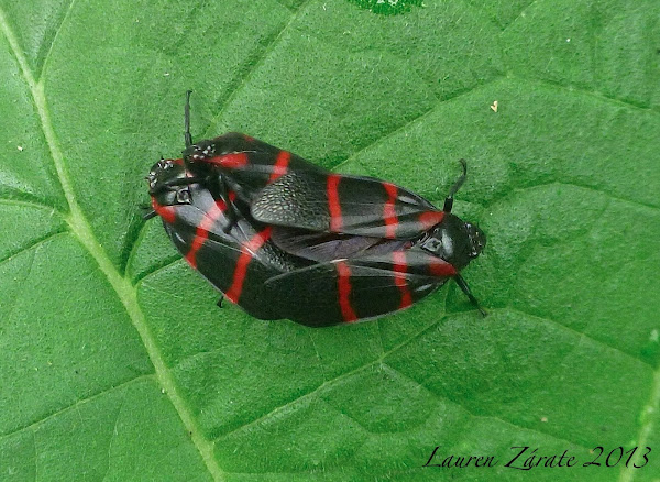 Froghopper - Spittlebug | Project Noah