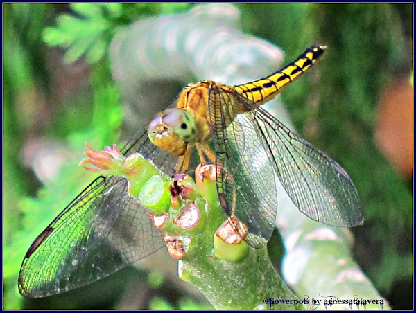 Neurothemis Dragonfly ♀ | Project Noah