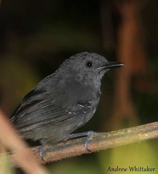 Willis's Antbird | Project Noah