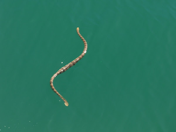 Sea Snake | Project Noah