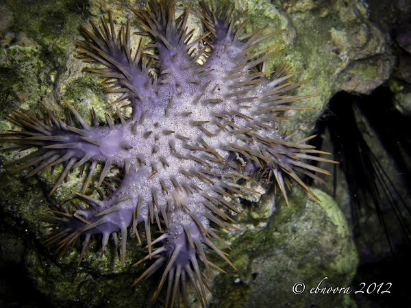 Crown-of-Thorns Starfish | Project Noah