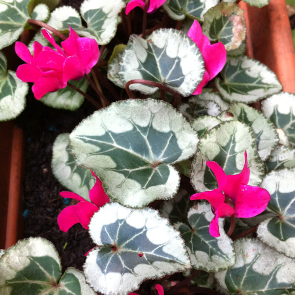 Mini Cyclamen | Project Noah