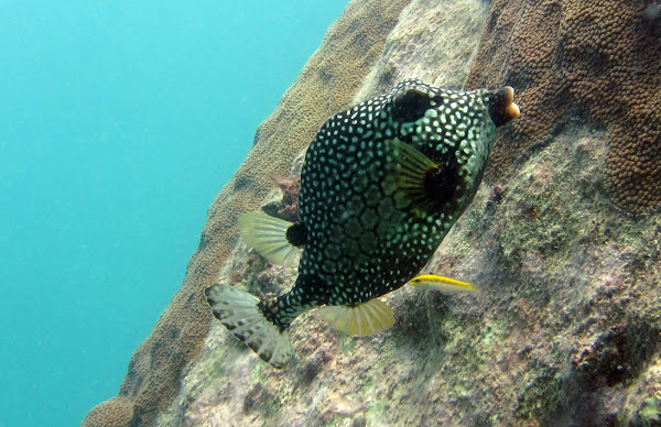 Smooth trunkfish | Project Noah