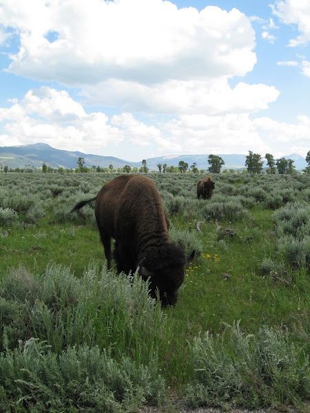 American Bison | Project Noah