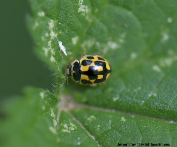 Fourteen-spotted Lady Bird | Project Noah