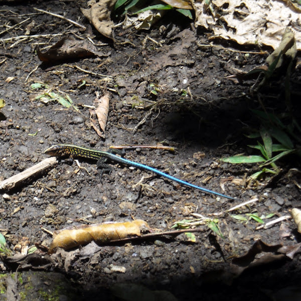 Central American whiptail | Project Noah