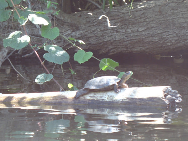 Pacific Pond Turtle | Project Noah