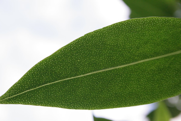 Mousehole tree | Project Noah