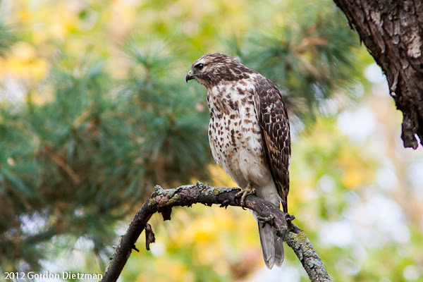 Broadwing Hawk | Project Noah