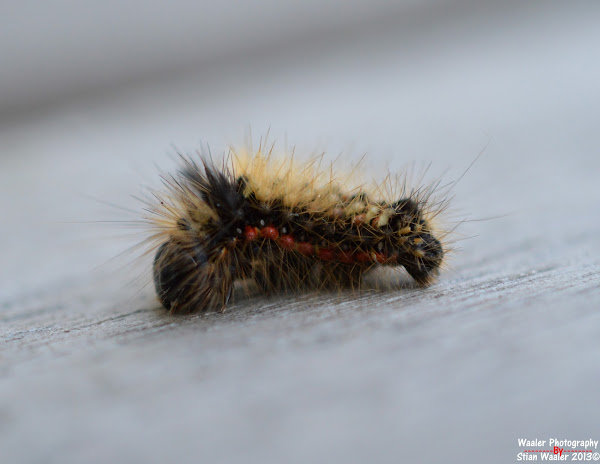 Knott Grass | Project Noah